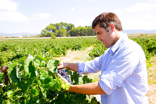 Winemaker oenologist checking bobal wine grapes ready for harvest in ...