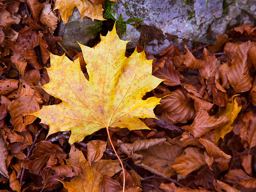 유토이미지 | Autum alamo yellow leaf in a beech fall forest in Pyrenees ...