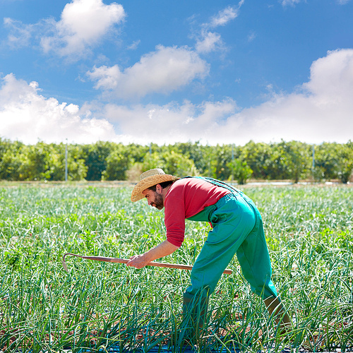 유토이미지 | Farmer man working in onion orchard field with hoe tool