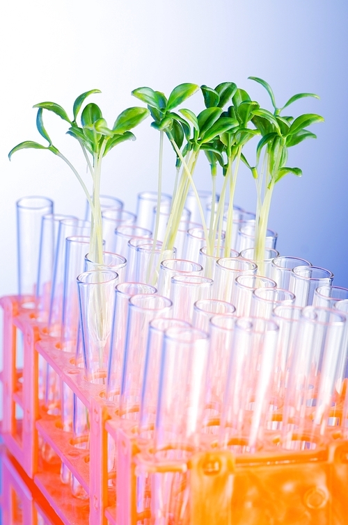 Lab experiment with green seedlings | 유토이미지 | 상세페이지 | 베이직샵 | 사진 | 19731660