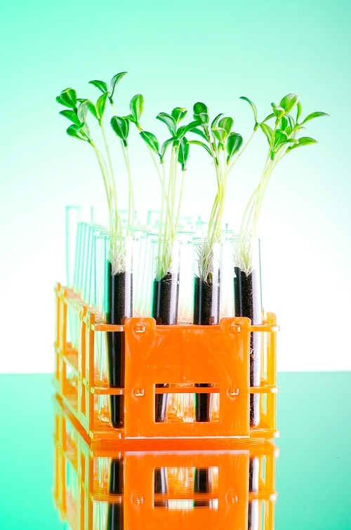 유토이미지 | Lab experiment with green seedlings
