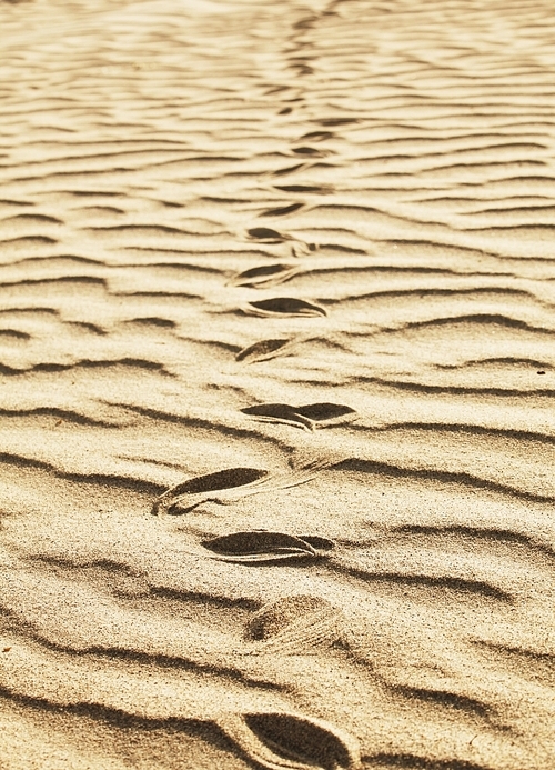 유토이미지 | snake footprints on sand