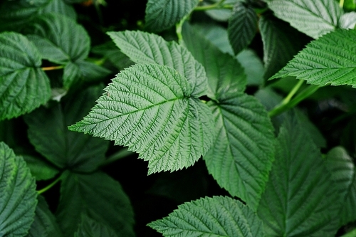 유토이미지 | bush of raspberries in height of summer. green leaves