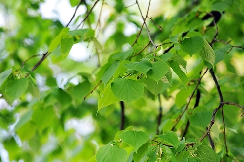 유토이미지 | deciduous tree in height of spring. green leaves