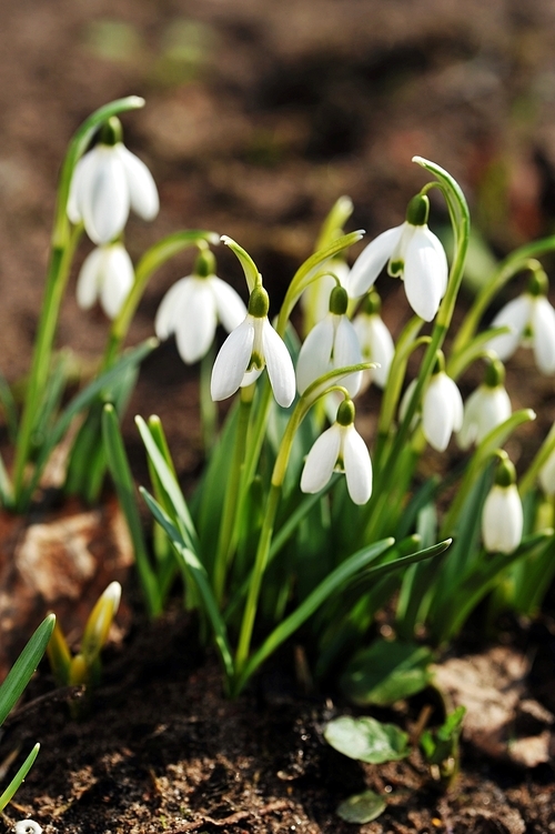 유토이미지 | Fresh snowdrop flowers having just grown from earth