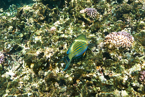 유토이미지 | Coral reef and fish at Seychelles