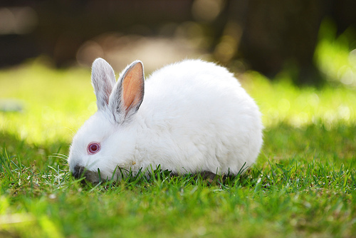 Funny white rabbit in grass | 유토이미지 | 상세페이지 | 베이직샵 | 사진 | 20256537