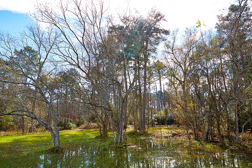 Tomball Burroughs park in Houston Texas with mossy oaks | 유토이미지 | 상세페이지 ...