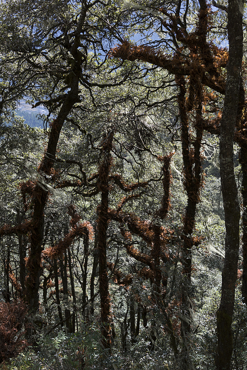 Elevated view of trees at Taktsang Monastery, Paro, Paro District, Paro ...