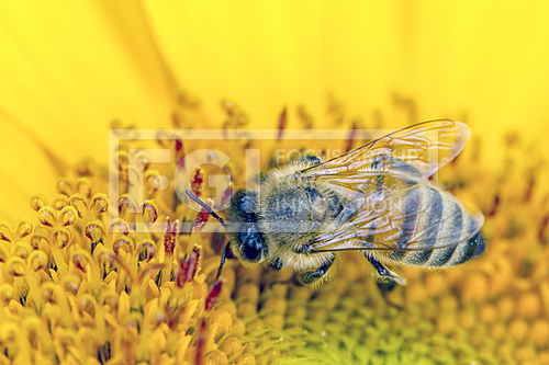 유토이미지 | A close up of a bee gathering pollen from a sunflower.