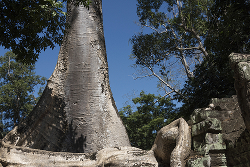 유토이미지 | Spung tree and stones at Ta Prohm Temple, Angkor Archaeological ...