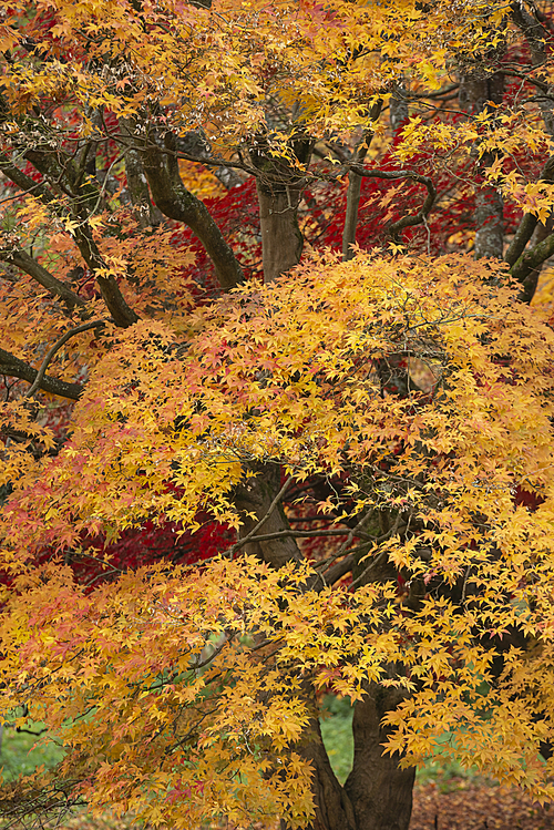 Stunning colorful vibrant red and yellow Japanese Maple trees in Autumn ...