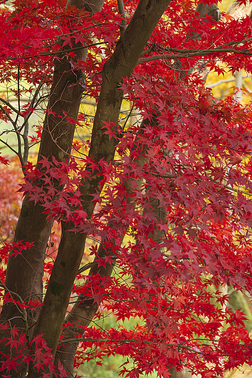 유토이미지 | Stunning colorful vibrant red and yellow Japanese Maple trees ...