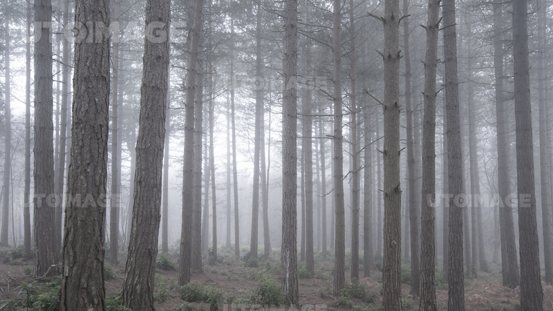 유토이미지 | Beautiful forest landscape image of pine tree forest with deep ...