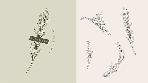 Rosemary logo and branch. Hand drawn wedding herb, plant and monogram ...