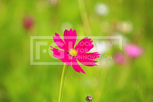 코스모스 | 유토이미지 | 상세페이지 | 베이직샵 | 20360594