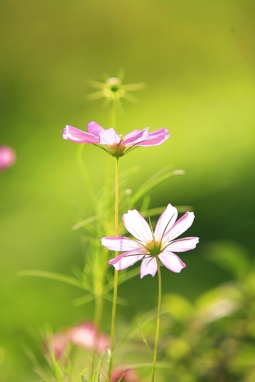 꽃길 | 유토이미지 검색 결과
