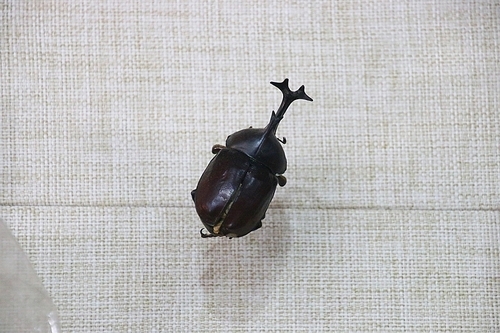 장수 | 유토이미지 검색 결과