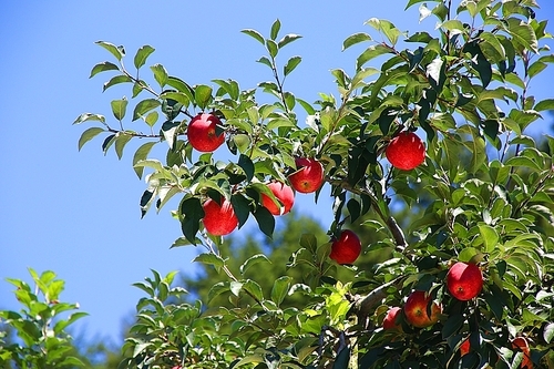 사과나무 | 유토이미지 검색 결과