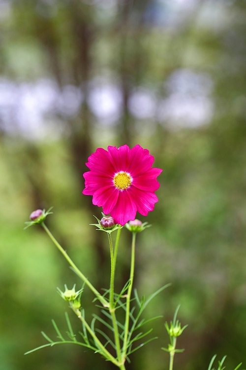 꽃길 | 유토이미지 검색 결과