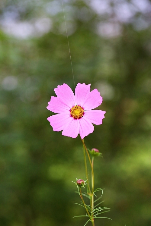 꽃길 | 유토이미지 검색 결과