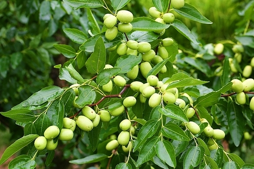 유토이미지 | 풋대추나무