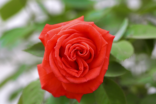 주황장미 | 유토이미지 | 상세페이지 | 베이직샵 | 사진 | 20939741