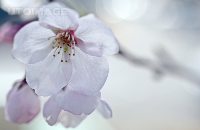 유토이미지 | 3월, 벚꽃이 피다