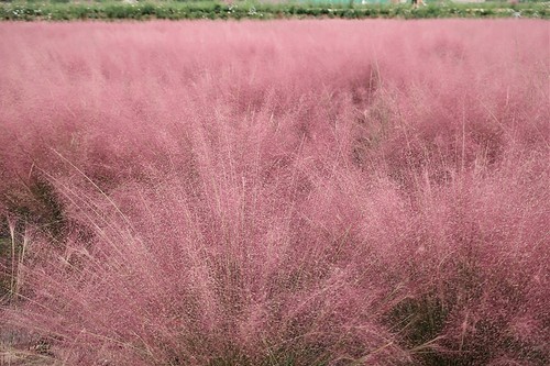 핑크뮬리 | 유토이미지 검색 결과