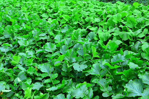 시골 | 유토이미지 검색 결과