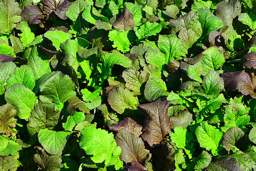 시골 | 유토이미지 검색 결과