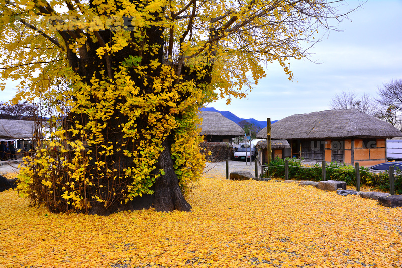 우리의 옛 생활상과 마을주택의 구조들을 잘 보존하고 있는 우리나라 대표적인 민속마을중에 제일 규모가 큰 낙안읍성의 정겹고 웬지 푸근하고 정감이 가는 마을과 초가집의 늦가을