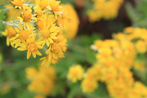 꽃, 노란꽃, flower | 유토이미지 | 상세페이지 | 베이직샵 | 사진 | 20254613