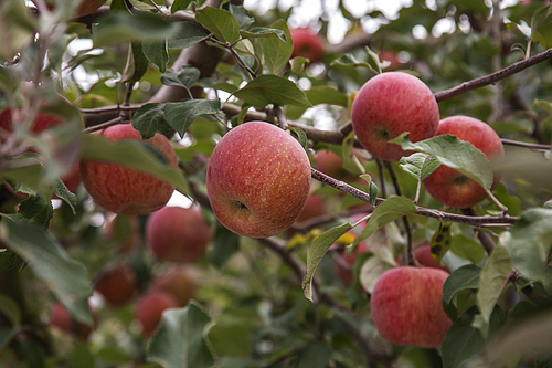 유토이미지 | 과일