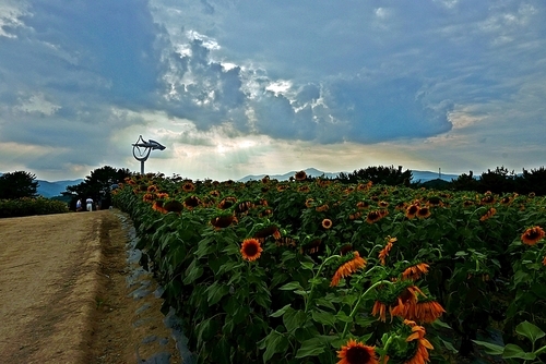 해바라기밭 | 유토이미지 | 상세페이지 | 베이직샵 | 사진 | 20360884