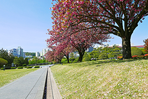 잘 가꾸어진 공원의 겹벚꽃과 조경수 | 유토이미지 | 상세페이지 | 베이직샵 | 사진 | 20832022