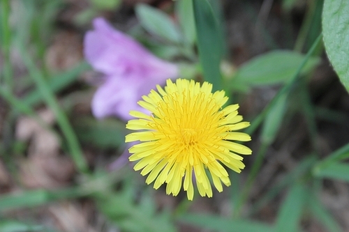 유토이미지 | 노란꽃 확대