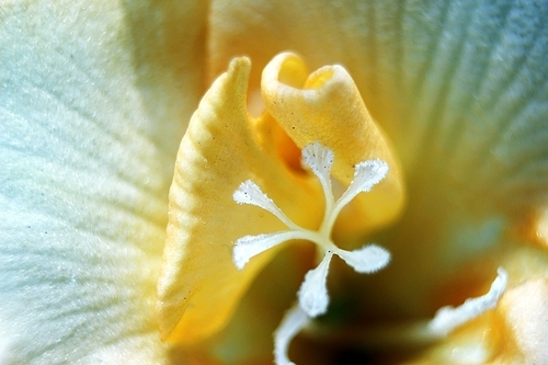 유토이미지 | 노란꽃 확대 이미지