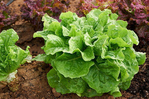 쌈채소 | 유토이미지 검색 결과