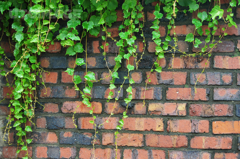 담쟁이넝쿨 | 유토이미지 | 상세페이지 | 베이직샵 | 사진 | 20454366