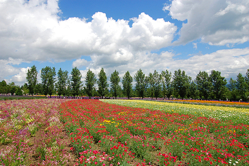 후라노 | 유토이미지 검색 결과