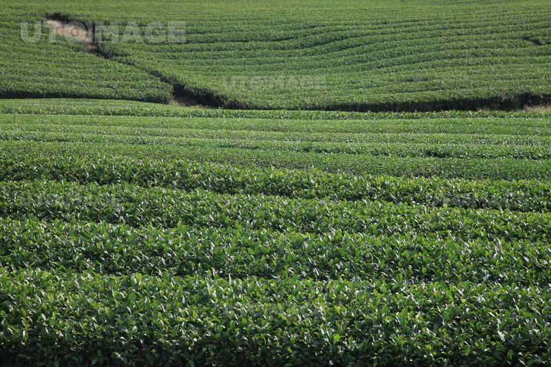 유토이미지 | 녹차밭
