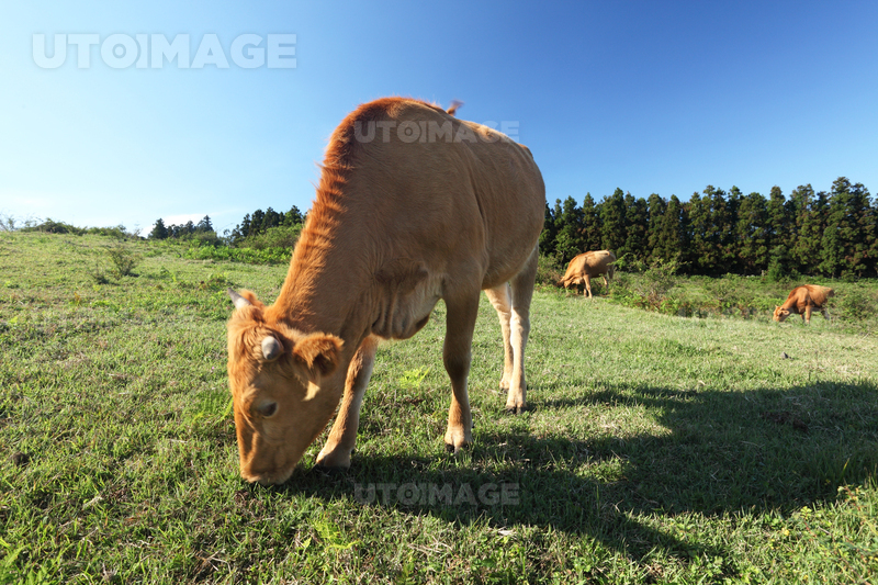 한우 목장 | 유토이미지 | 상세페이지 | 베이직샵 | 사진 | 20916942