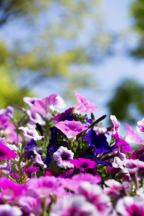 PHO497 | 유토이미지 검색 결과