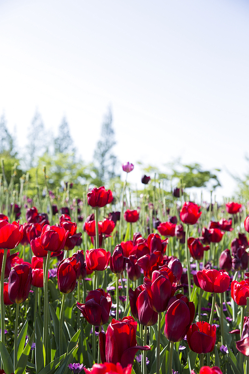 PHO497 | 유토이미지 검색 결과
