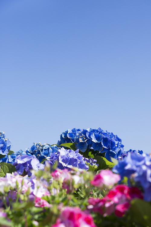 PHO497 | 유토이미지 검색 결과