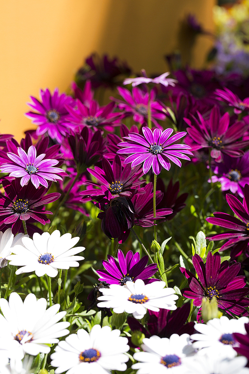 PHO497 | 유토이미지 검색 결과