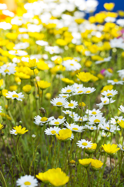 PHO497 | 유토이미지 검색 결과