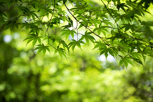 PHO499 | 유토이미지 검색 결과