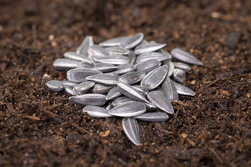 PHO545 | 유토이미지 검색 결과